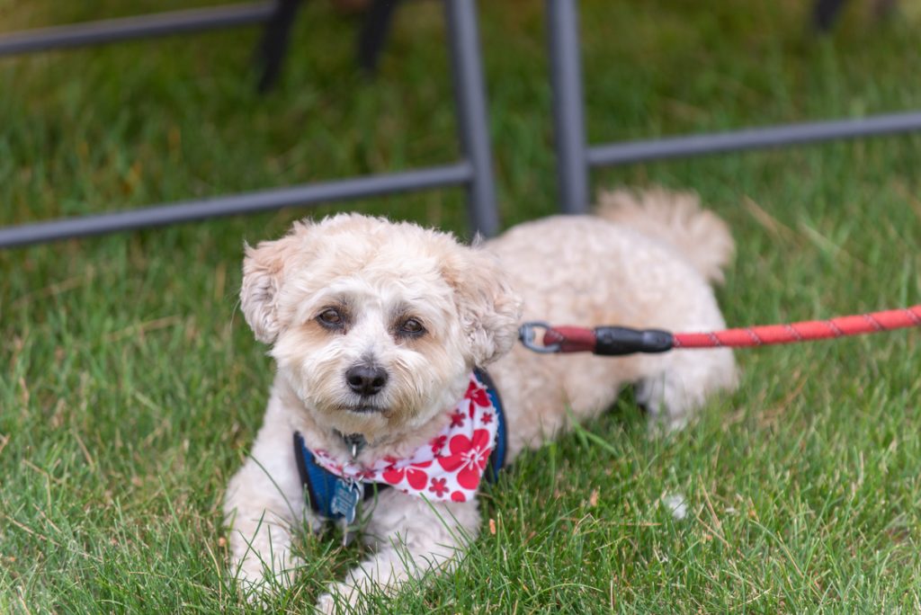 Malta Honors Its Vets - Saratoga TODAY newspaper