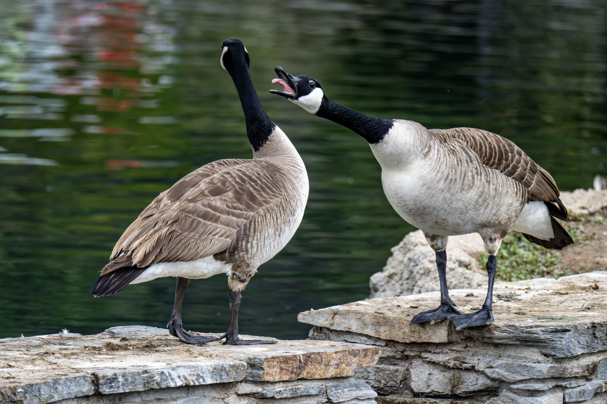Clifton Park Advises Residents Not to Feed Canadian Geese - Saratoga ...